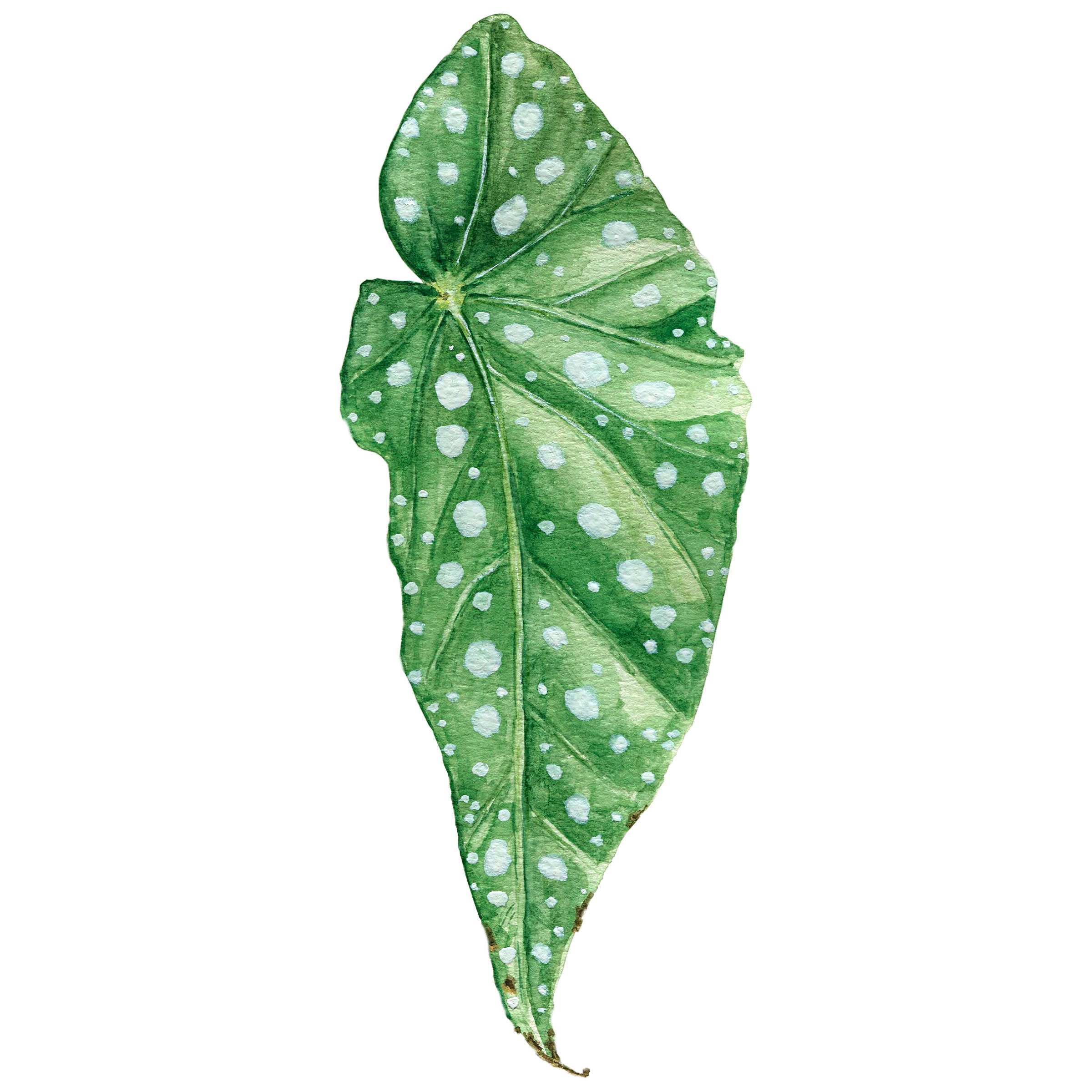 Begonia Leaves Drawing