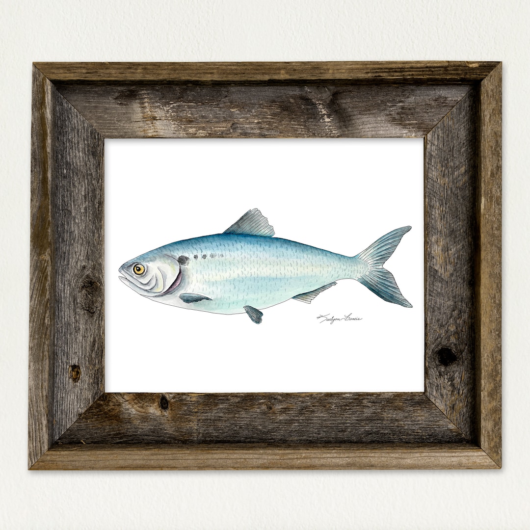 American Shad Fish, Watercolor Art Print, Fishing Decor, Nature Lover ...