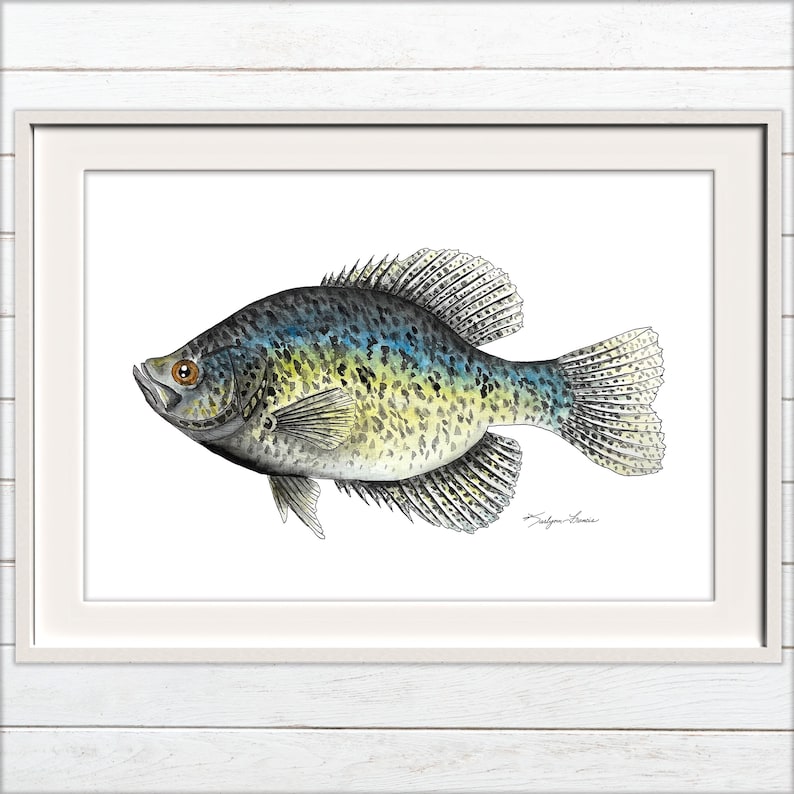 Crappie Art Print: Watercolor Fish Decor, Fishing Cabin, Lakehouse ...