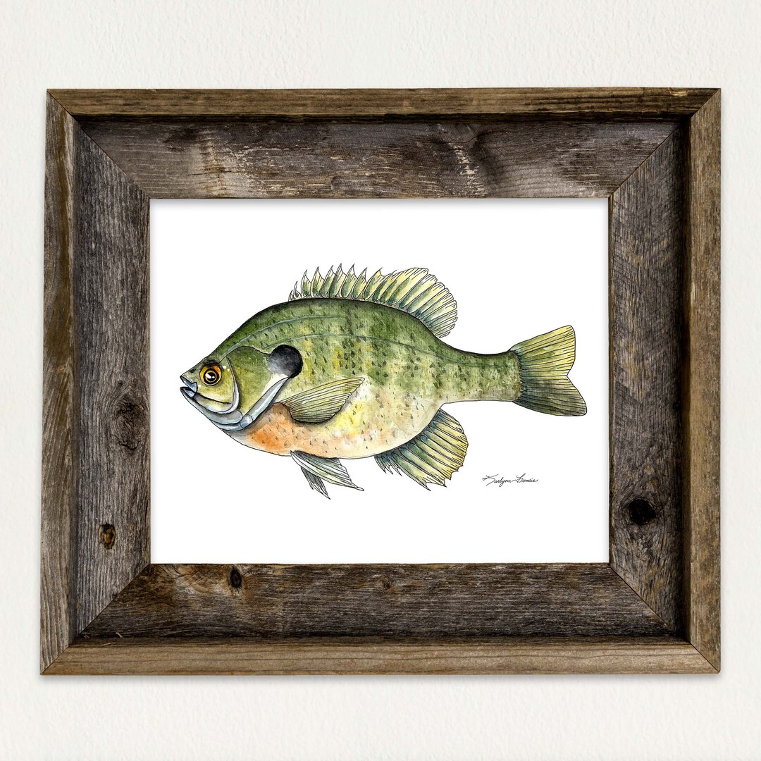 Bluegill Fish, Watercolor Art Print, Sunfish Bluegill, Nature Lover ...