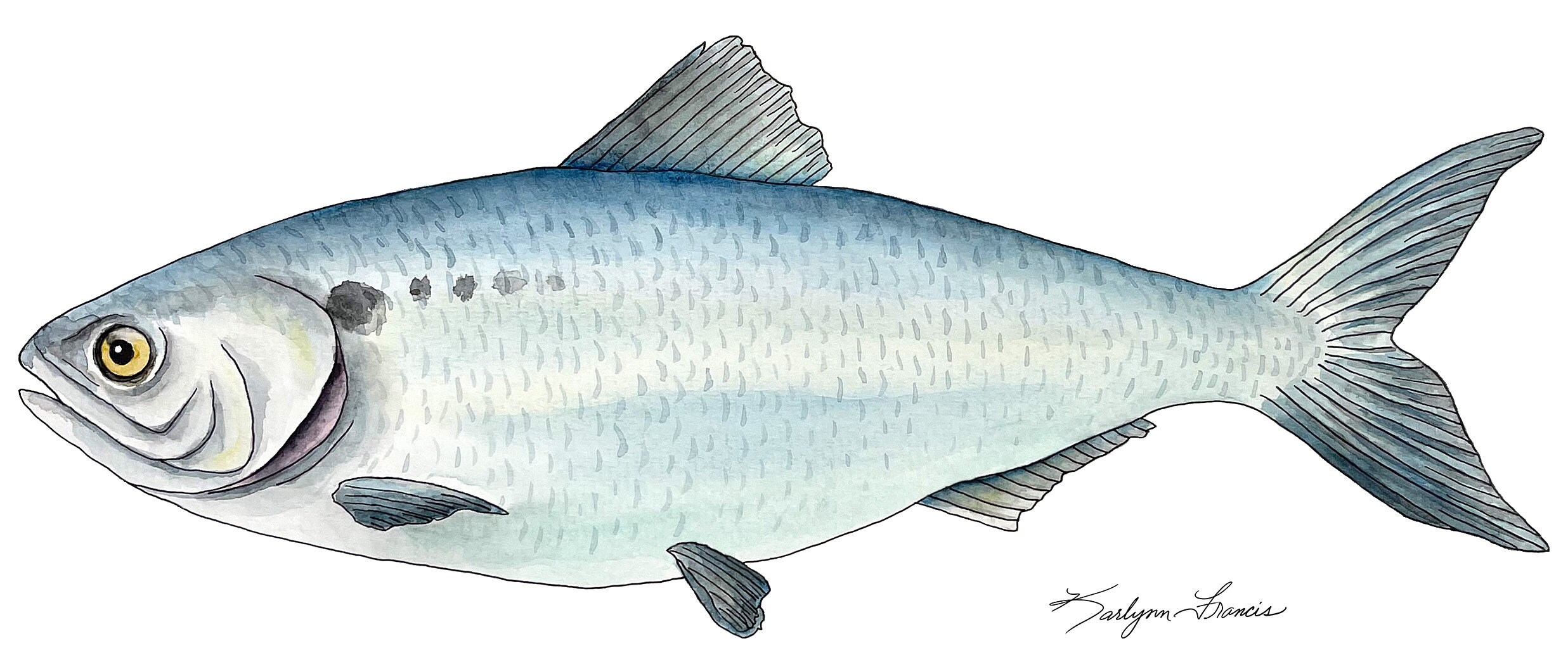 American Shad Fish Watercolor Art Print Fishing Decor - Etsy