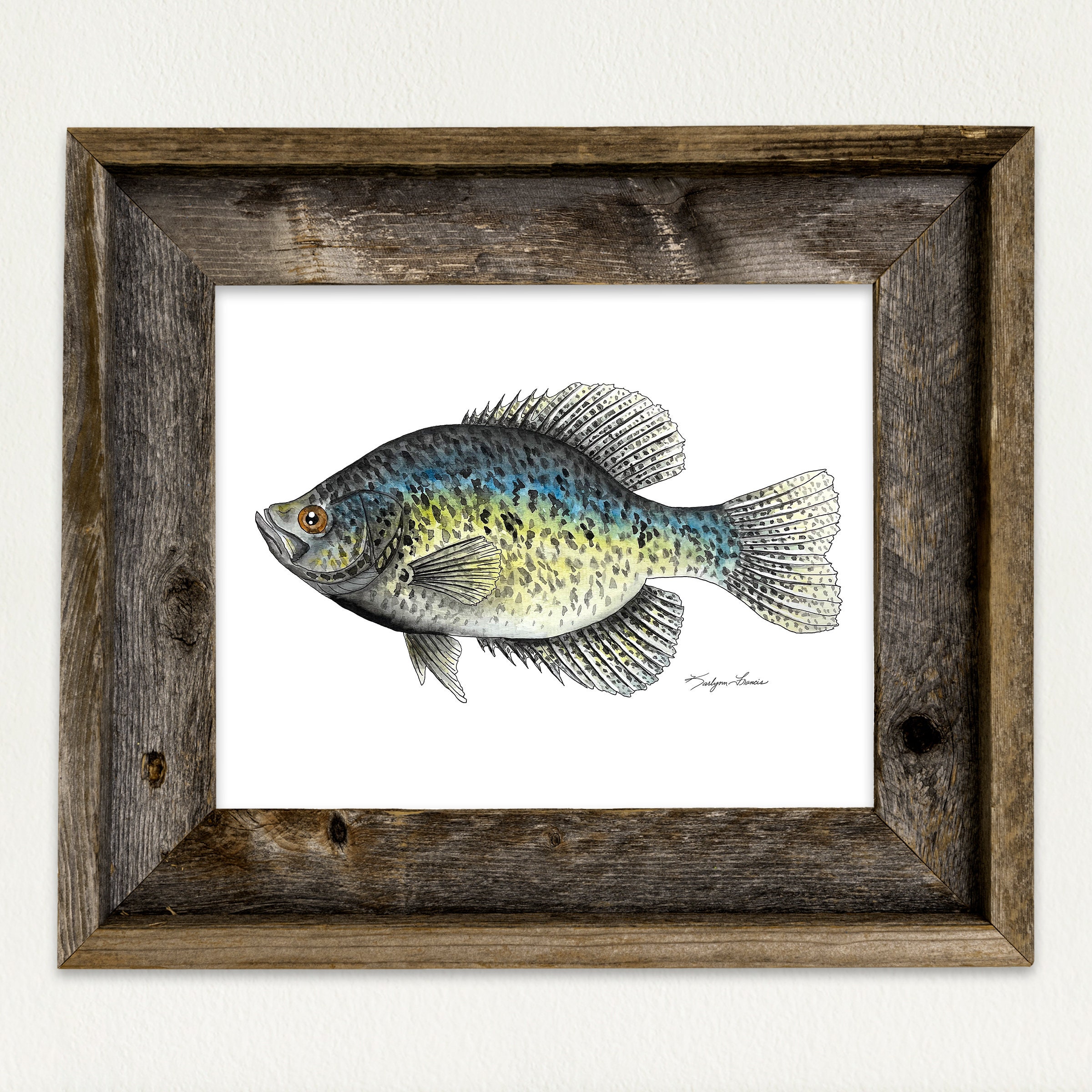 Crappie Paintings