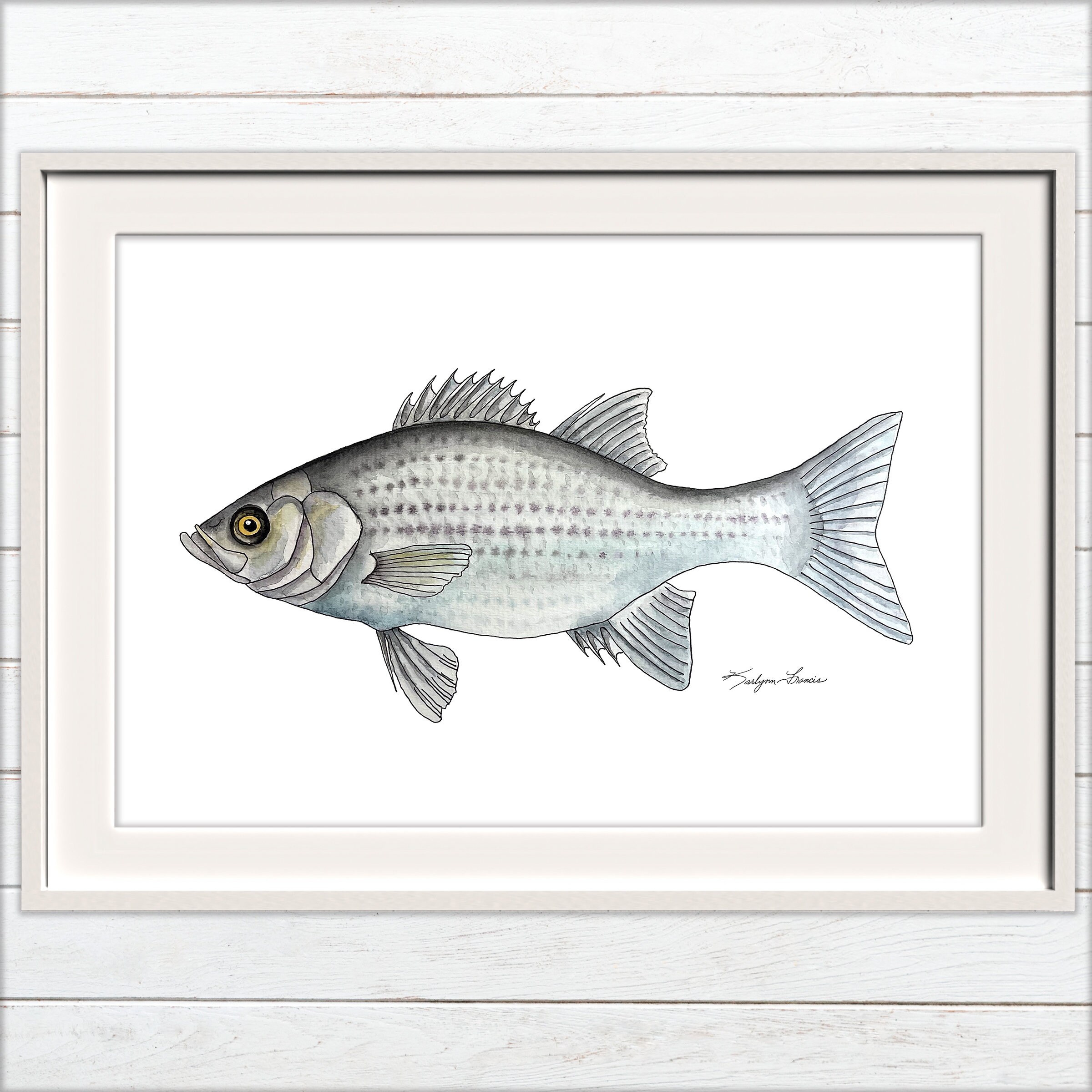White Bass Fish Watercolor Art Print Fishing Art Nature - Etsy