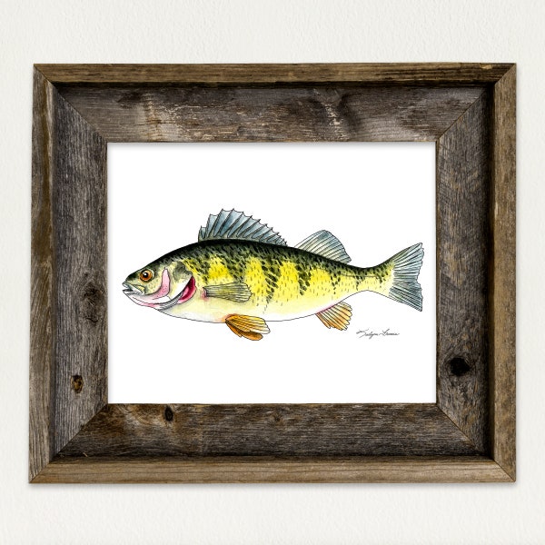 Perch Fish - Etsy