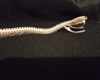 Copperhead snake | Etsy