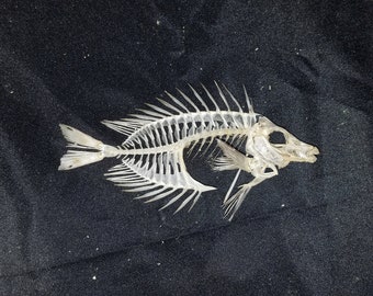 Real 7 Silver Arowana Fish Skeleton Taxidermy Skull