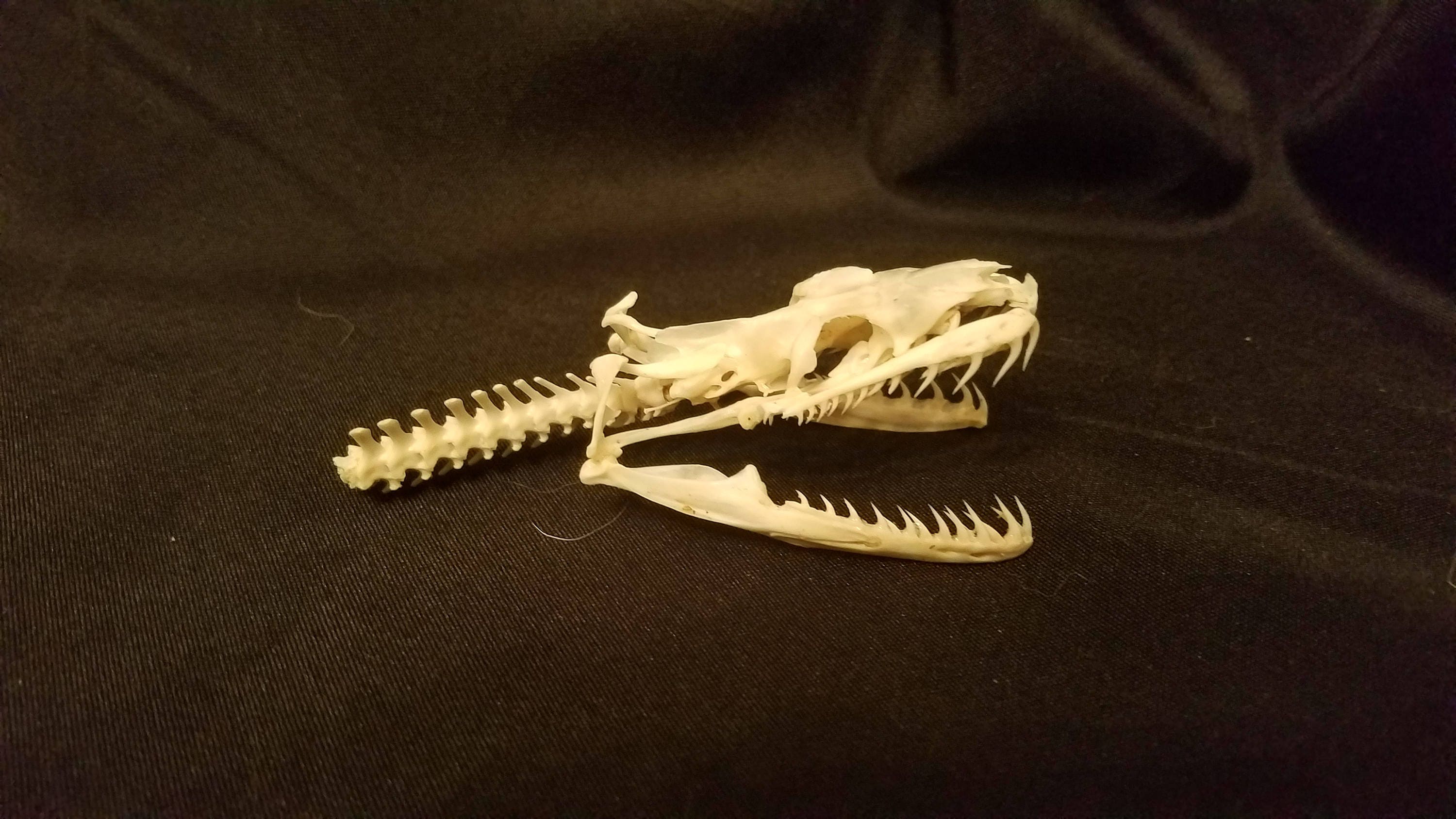 Real 2.5 Red Tailed Boa Constrictor Snake Skull | Etsy