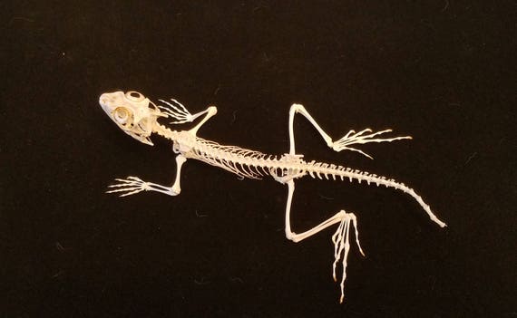 Real 10 Green Iguana Lizard Skeleton Skull Taxidermy | Etsy