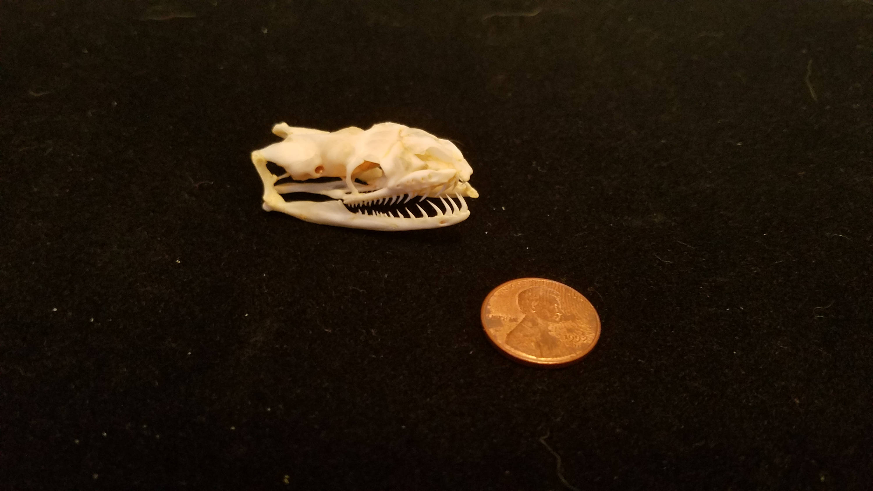 Real 1 1/2 Ball Python Royal Snake Skull Skeleton