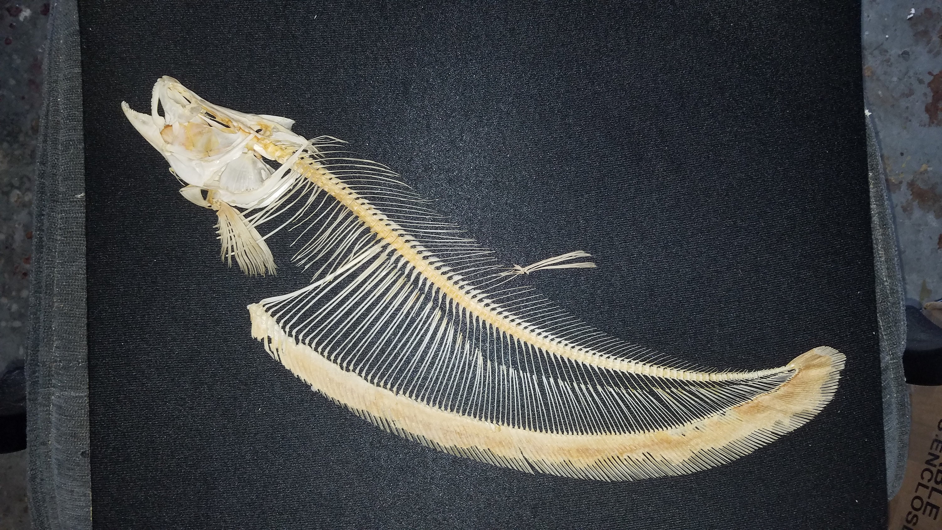 Real 20 Clown Knifefish featherback Fish Skeleton | Etsy