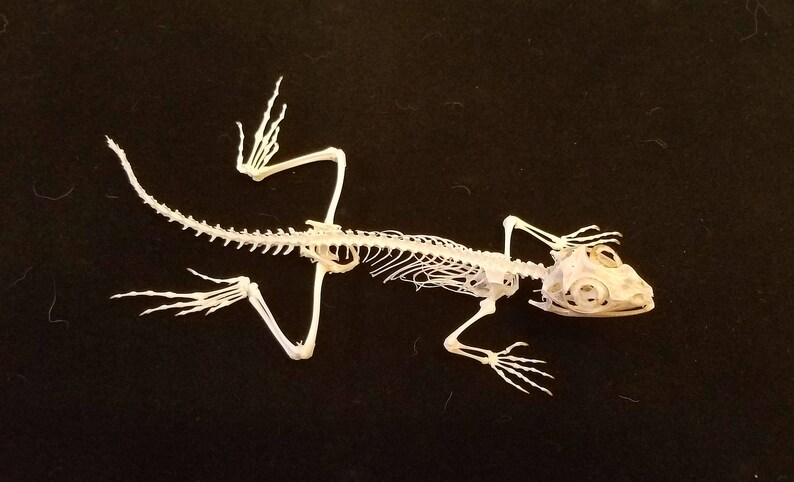 Real 10 Green Iguana Lizard Skeleton Skull Taxidermy | Etsy