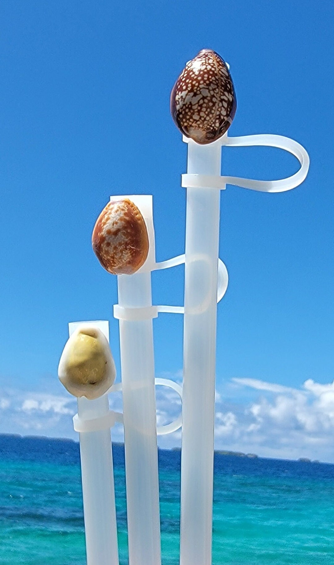 Hand Picked Sea Shell Straw Cover Marshall Islands - Etsy