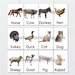 Farm Animals Flash Cards for Toddlers, Montessori Printable, Preschool ...