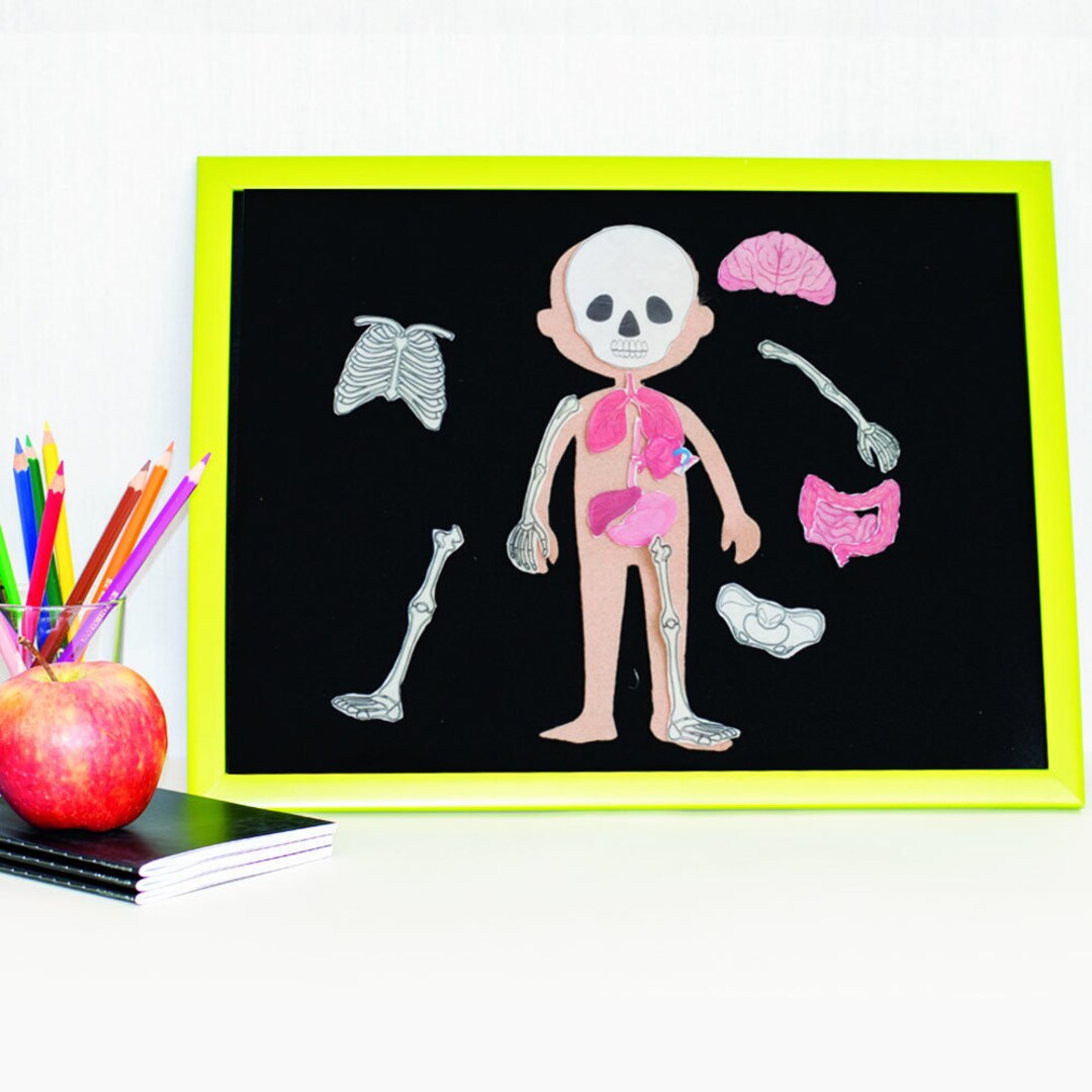 Human Body Board, Anatomy Play Set, Science Toys for Toddlers ...
