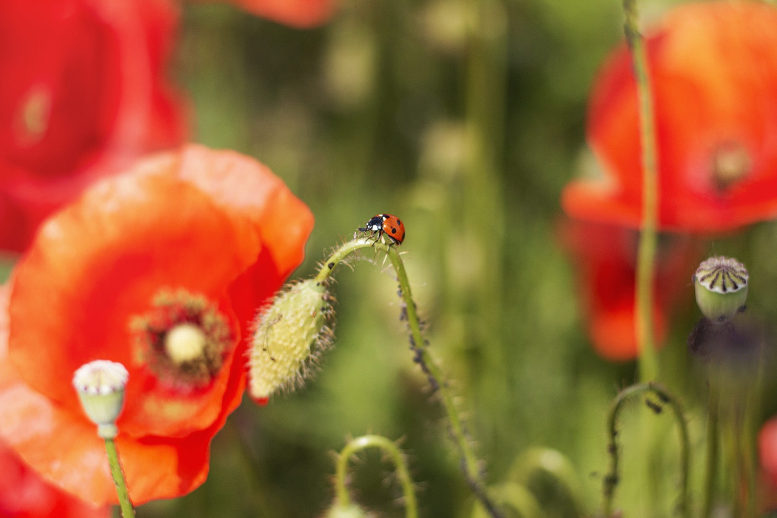 Photograph of a Ladybug in a Poppy - Etsy