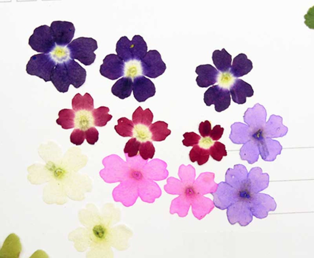 11 Colors Real Dry Pressed Flower Natural Cherry Blossoms Dried ...