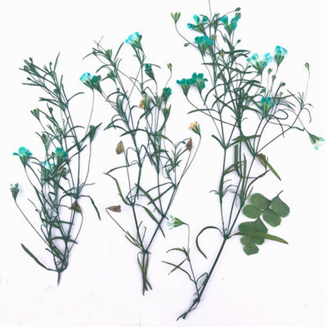 7 Colors Real Dried Daisy Pressed flowers Mixed Dry Preserved | Etsy