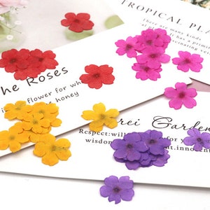 11 Colors Real Dry Pressed Flower Natural Cherry Blossoms Dried ...