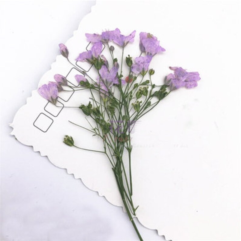 7 Colors Real Dried Daisy Pressed flowers Mixed Dry Preserved | Etsy