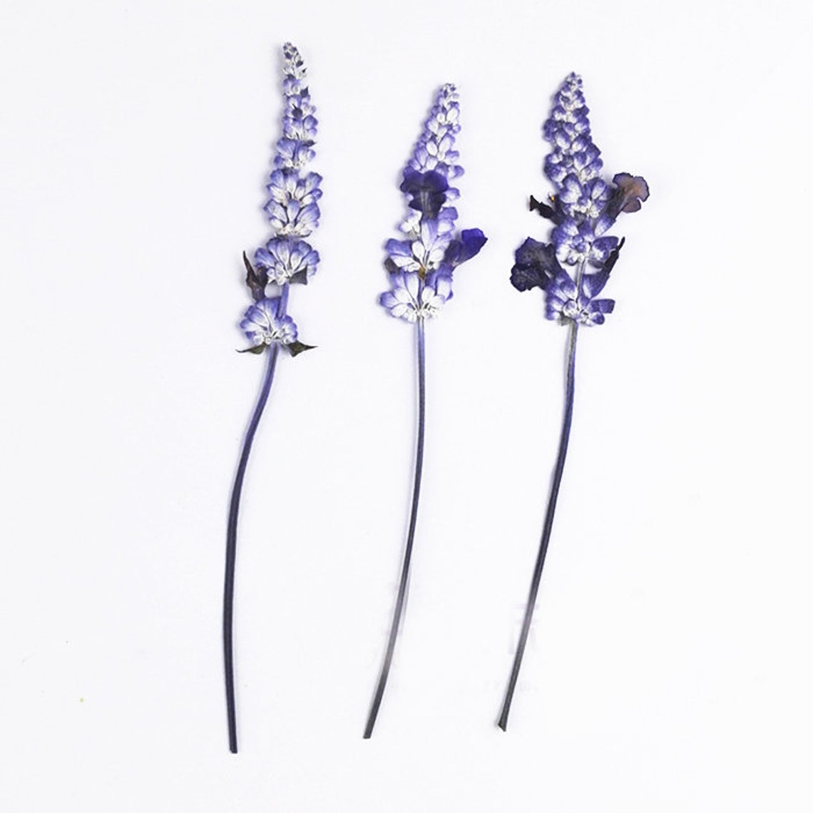 12pcs Real Dry Pressed Flower Natural Lavender Dried Preserved - Etsy