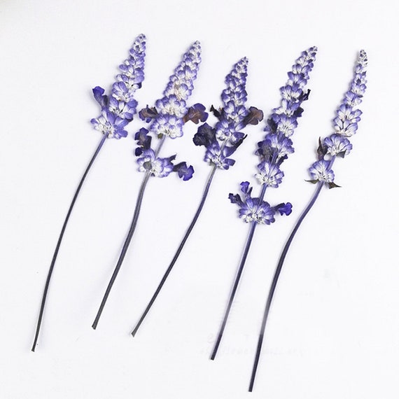 12pcs Real Dry Pressed Flower Natural Lavender Dried Preserved - Etsy