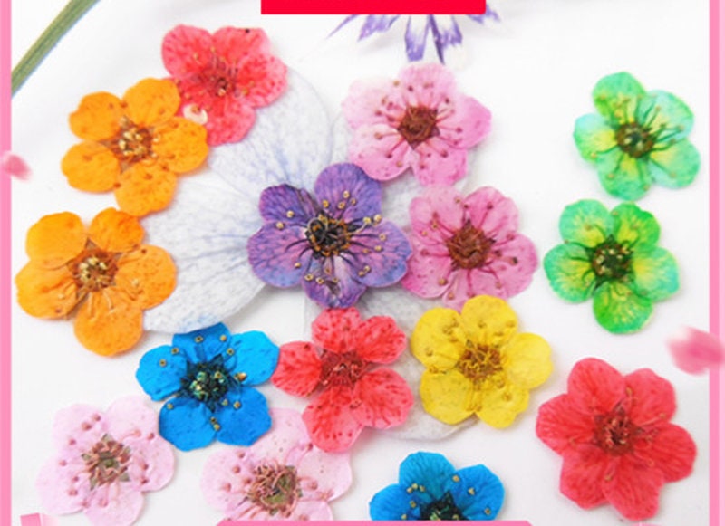 15 Colors Real Dried Daisy Pressed Flowers Mixed Dry Preserved - Etsy