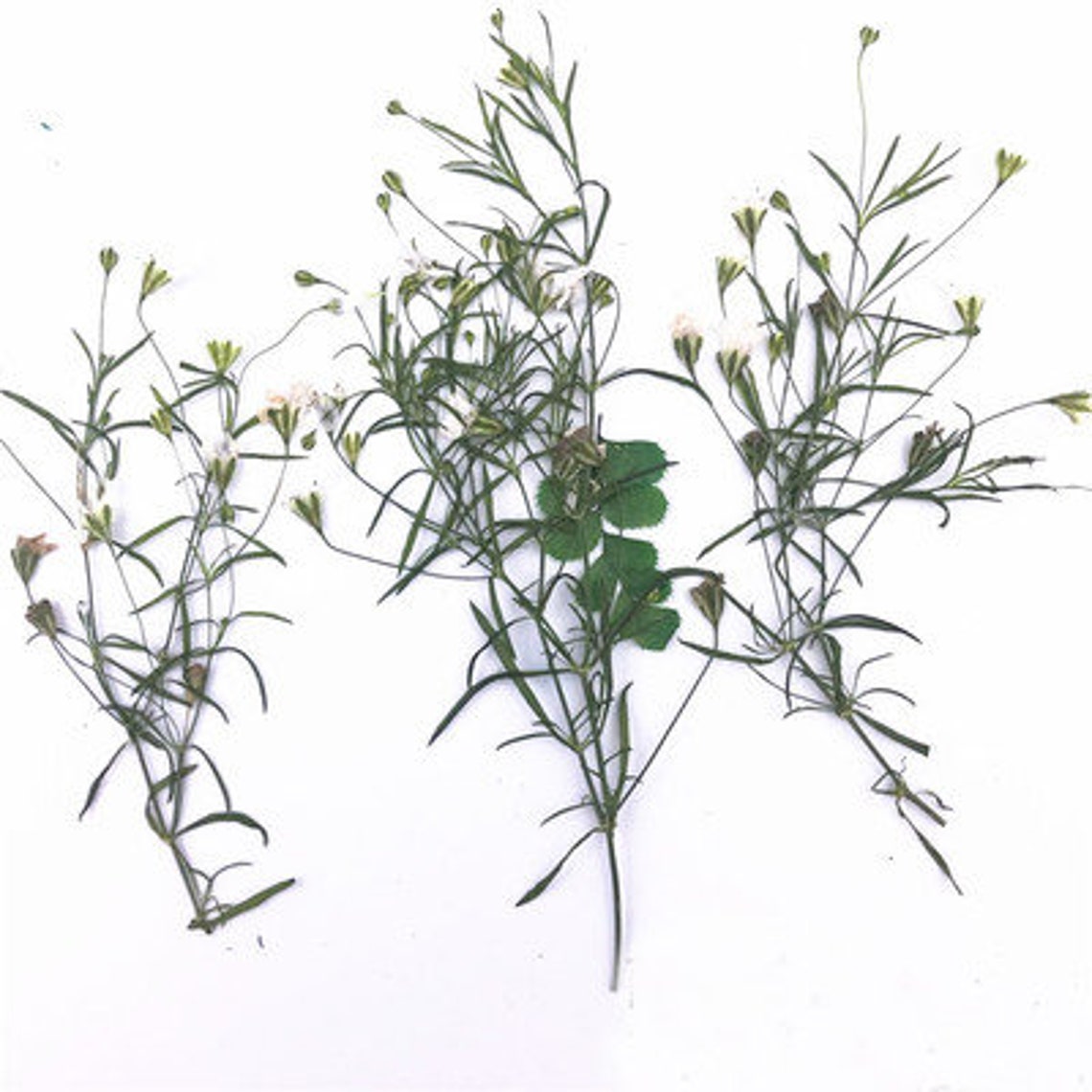 7 Colors Real Dried Daisy Pressed flowers Mixed Dry Preserved | Etsy