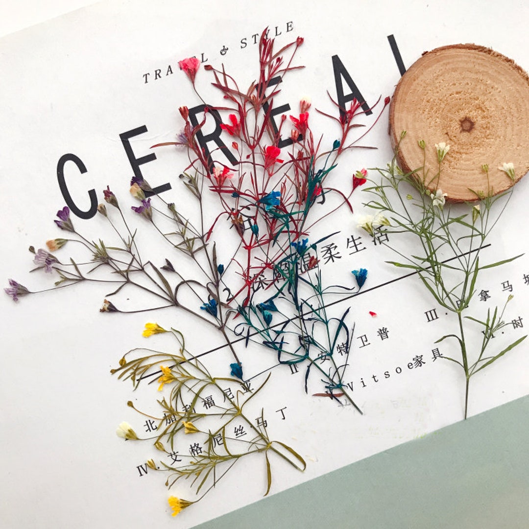 7 Colors Real Dried Daisy Pressed Flowers Mixed Dry Preserved Flat ...