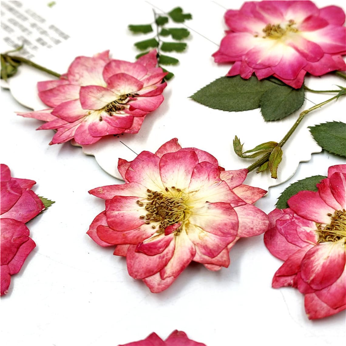 Real Dry Pressed Flower Natural Rose Flower Dried Preserved - Etsy