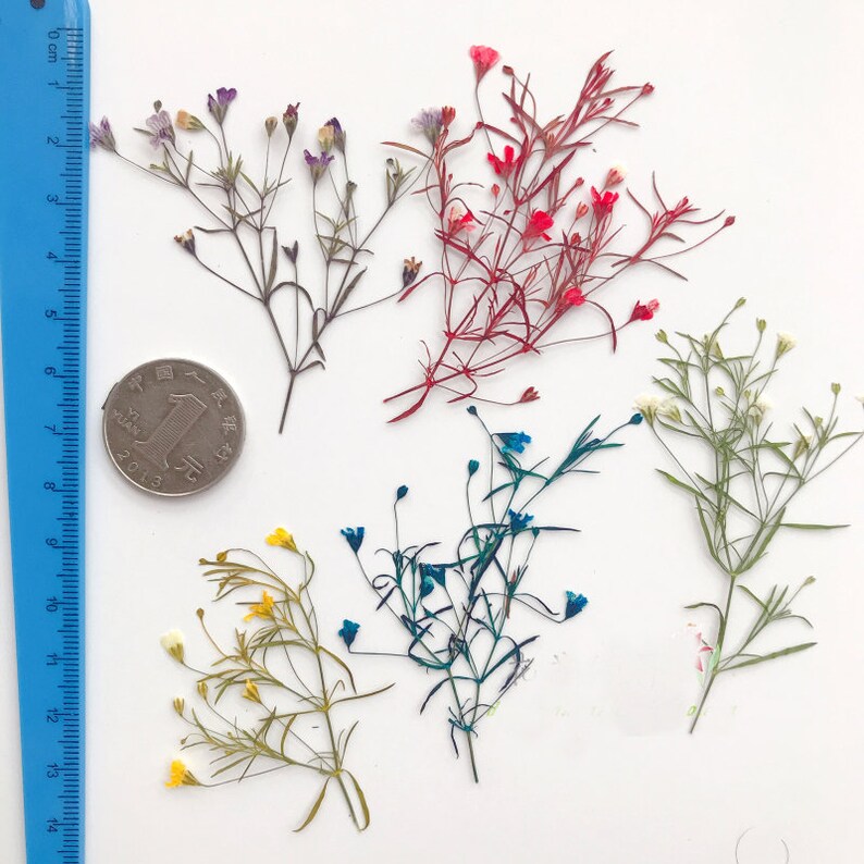 7 Colors Real Dried Daisy Pressed flowers Mixed Dry Preserved | Etsy