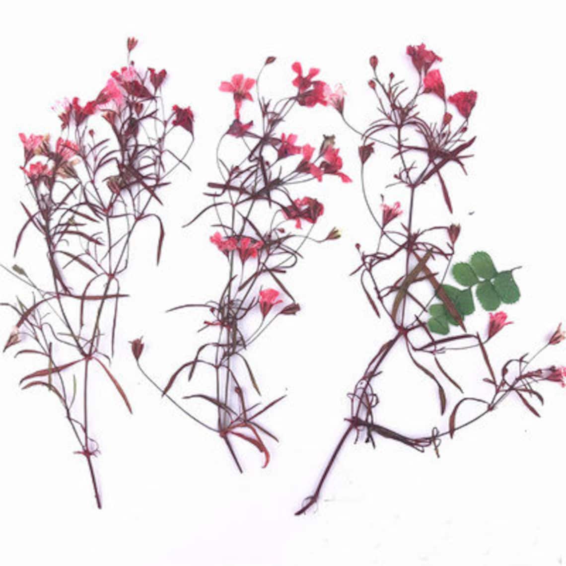 7 Colors Real Dried Daisy Pressed flowers Mixed Dry Preserved | Etsy