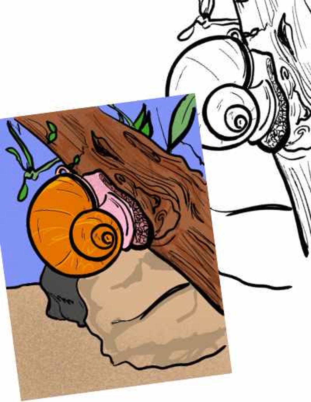 Golden Mystery Snail Printable Coloring Sheet - Etsy