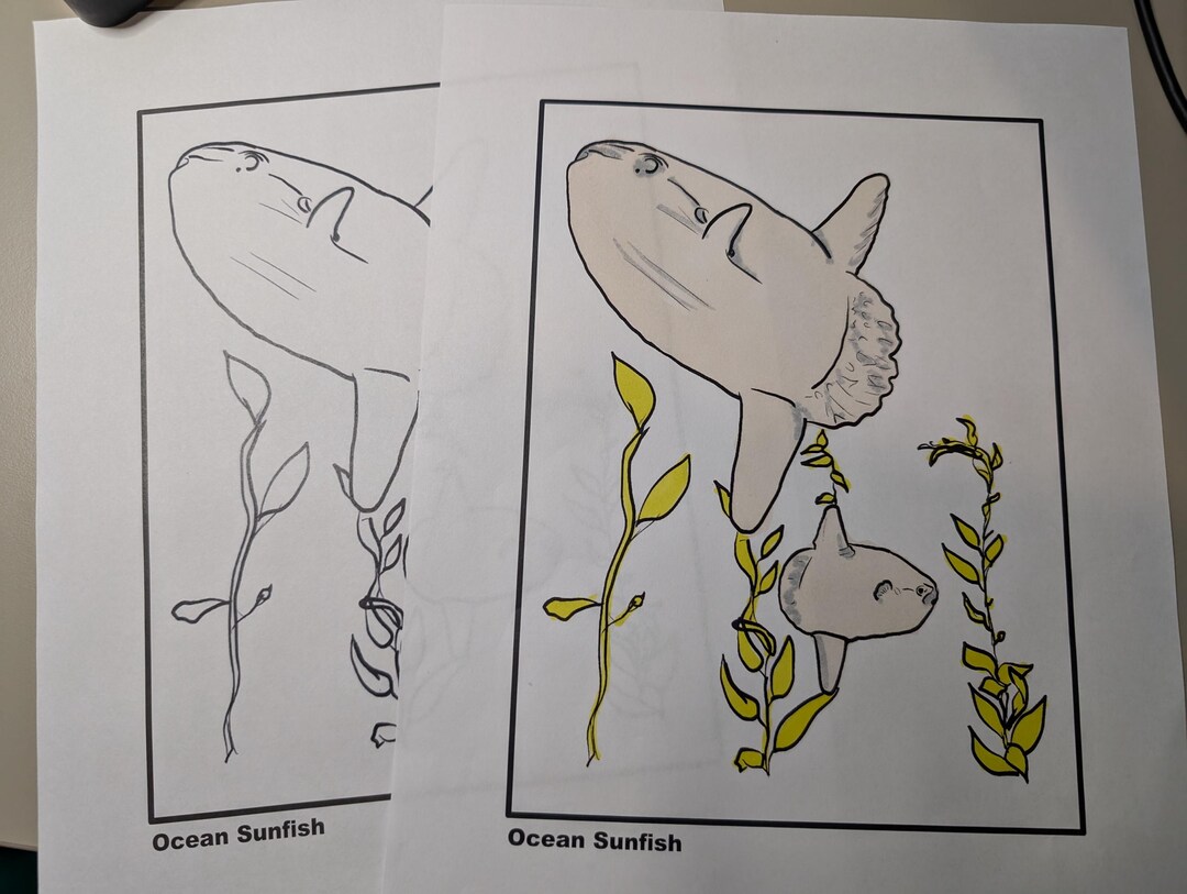 Ocean Sunfish mola Mola Printable Coloring Sheet - Etsy