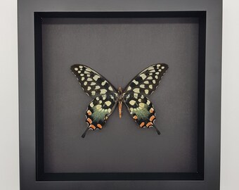 Real Butterfly Framed - Etsy