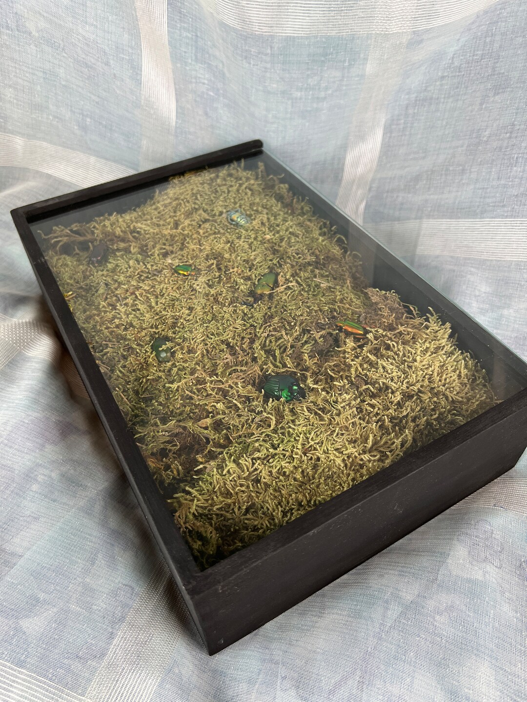 7 Real Beetles on Moss in a Box - Etsy