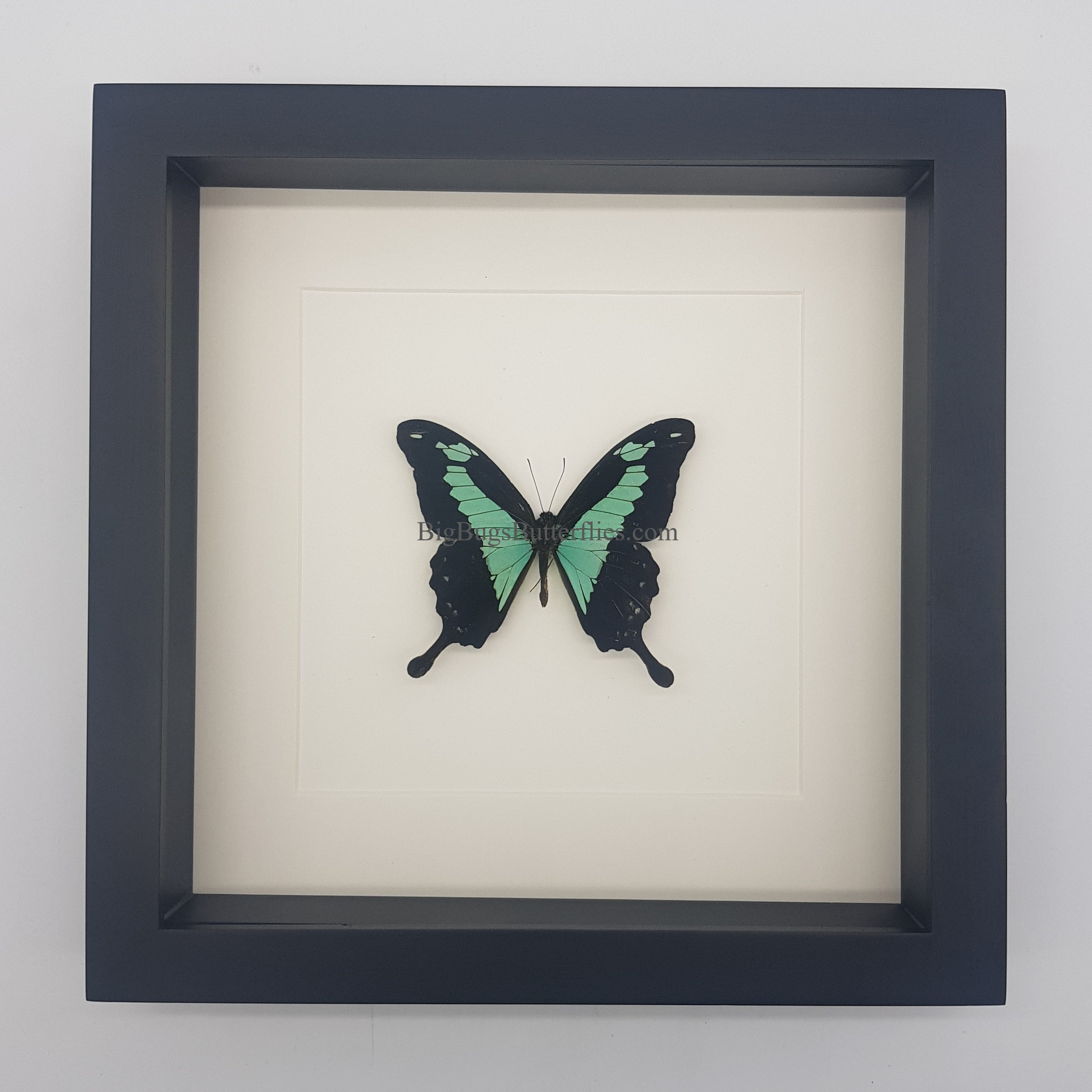 Taxidermy & Curiosities Framed butterfly taxidermy entomology curiosa ...