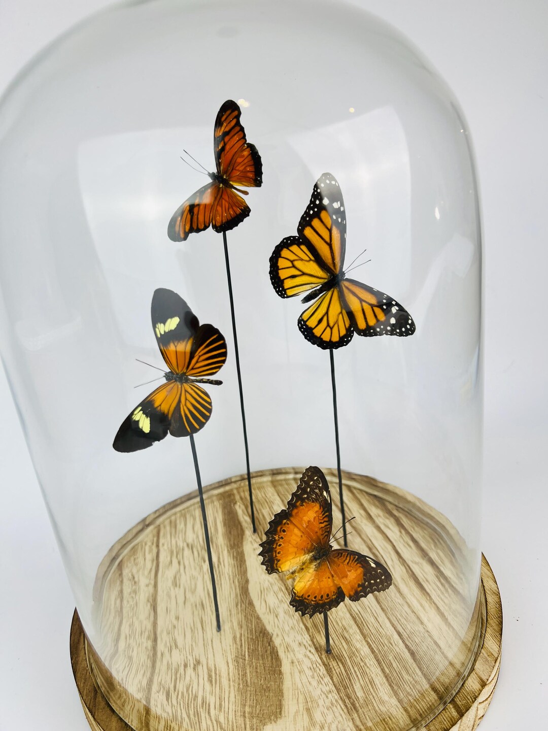 Real Butterfly Display: Mixed Brown and Red Butterflies in Glass Dome ...