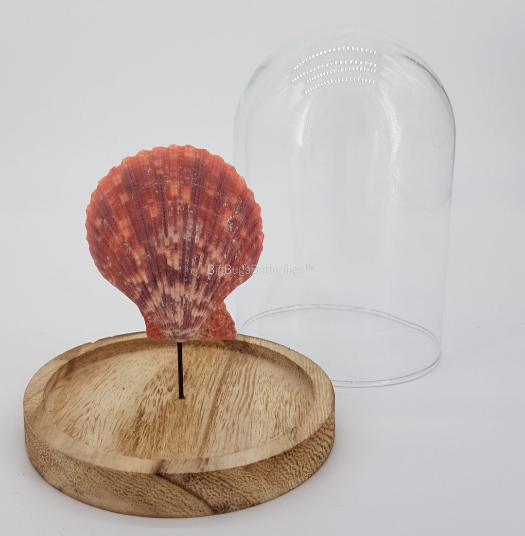 Shell in Dome - Etsy