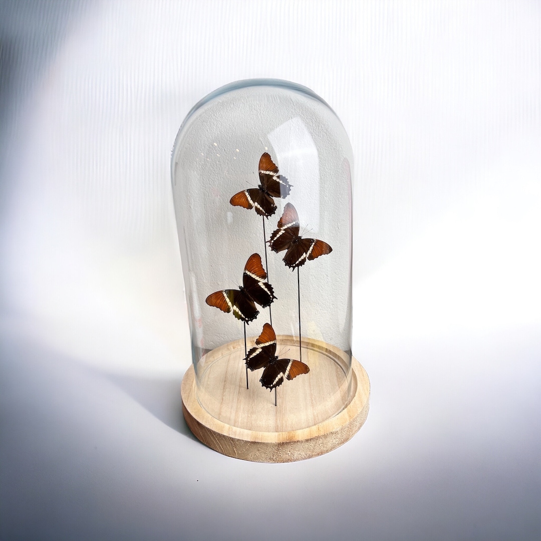 Real Butterflies Siproeta Epaphus in Extra Large Dome - Etsy