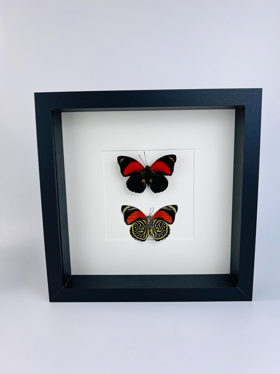 Double-sided Callicore Cyllene Display in 9.8x9.8 Inch Frame - Etsy