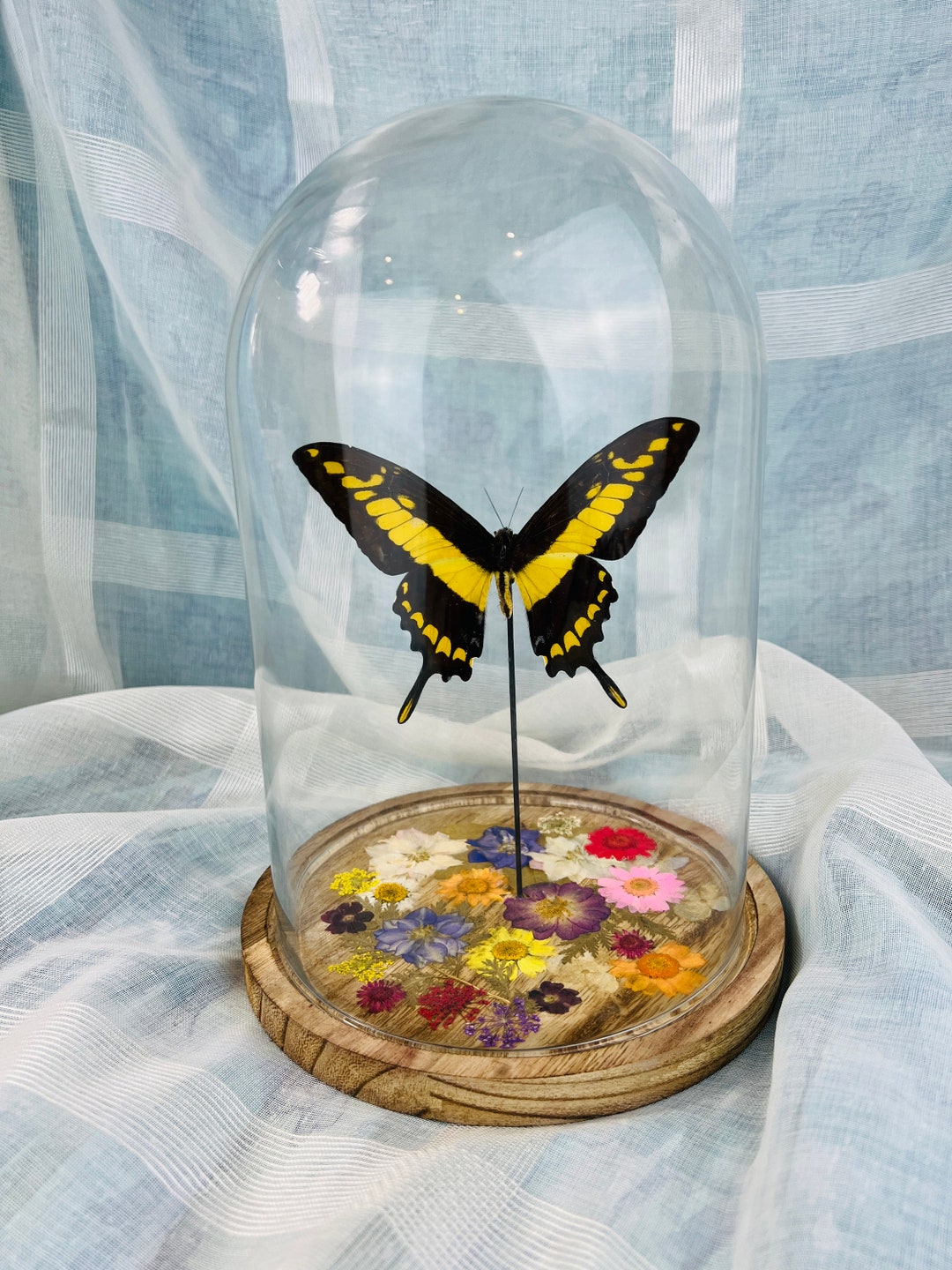 Papilio Thoas Butterfly Encased in Glass Dome Dried Flower Decor 25x17 ...