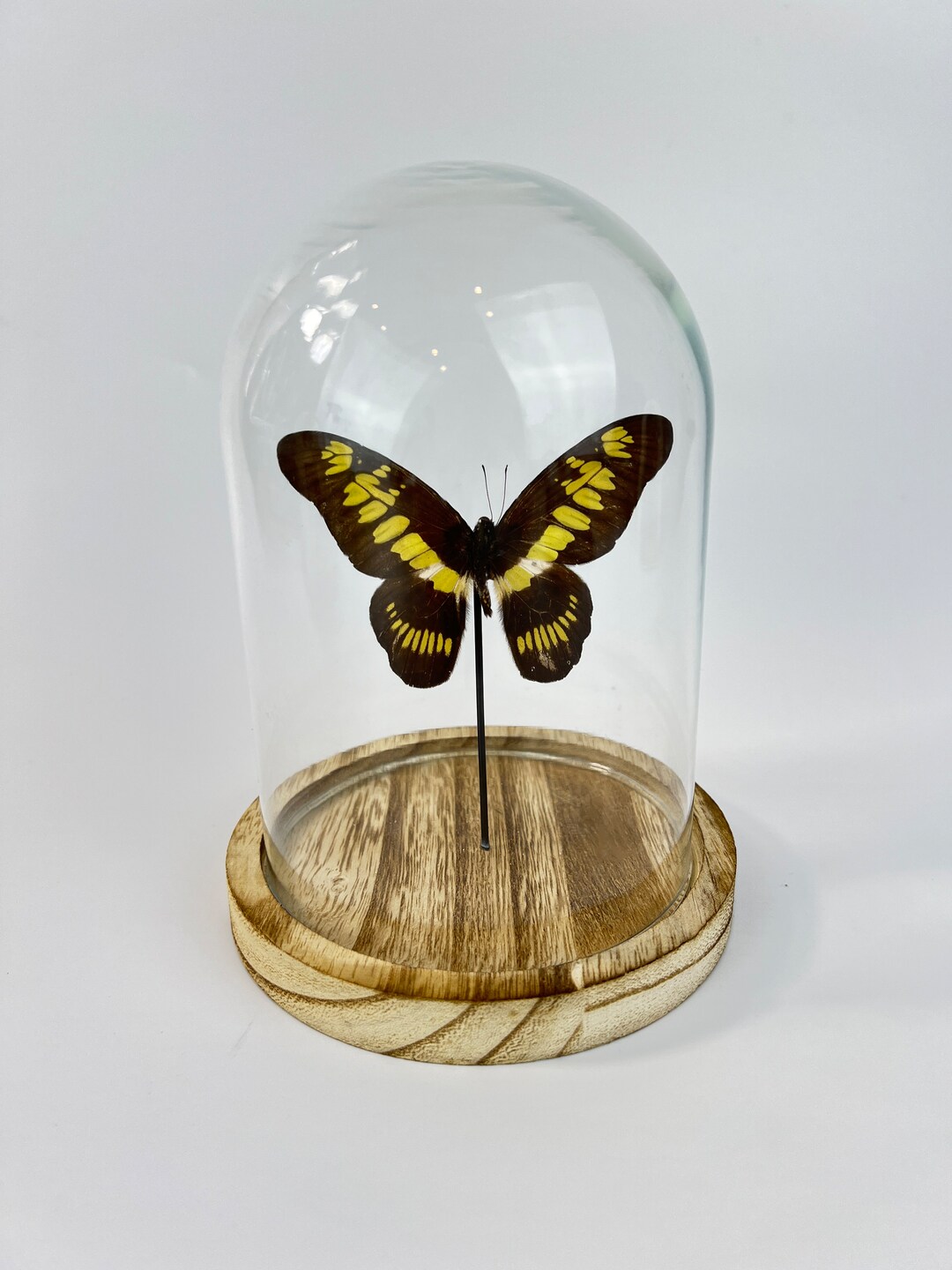 Real Butterfly Swallowtail Glass Dome Display - Graphium Latreillanus ...