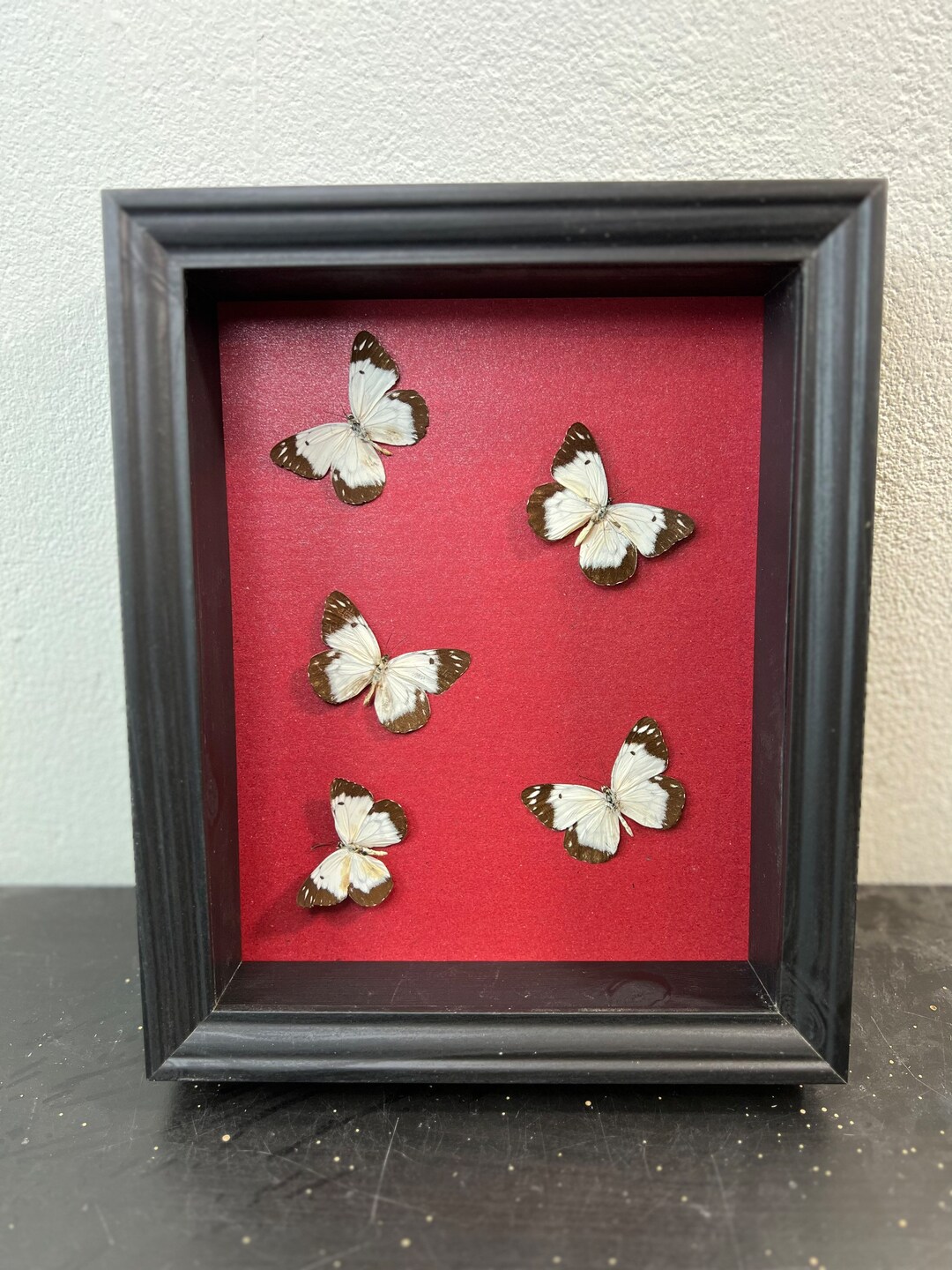 Real Butterflies in Frame - Etsy