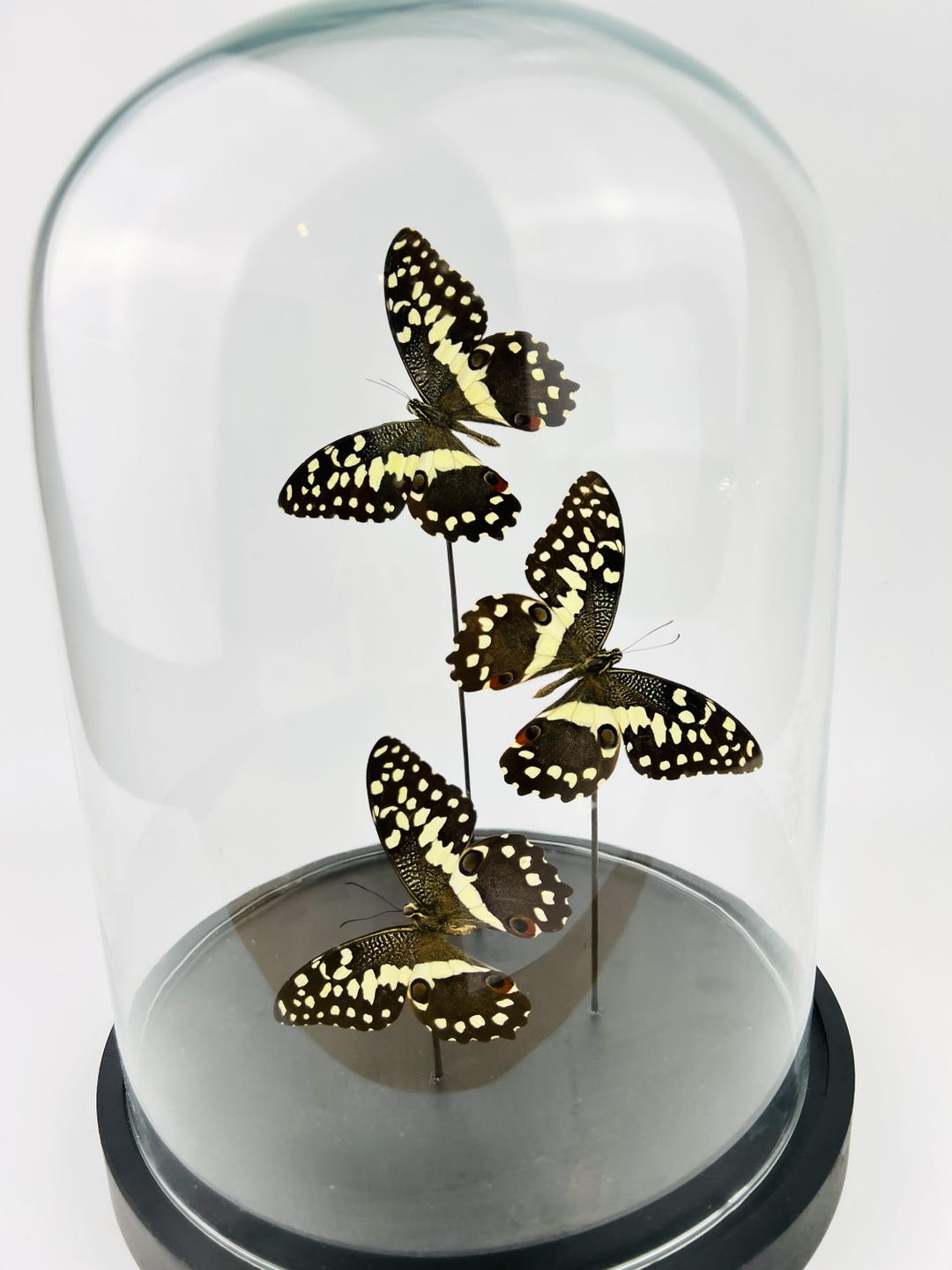 Papilio Demodocus Butterflies in Glass Dome Elegant Display 31x23cm - Etsy