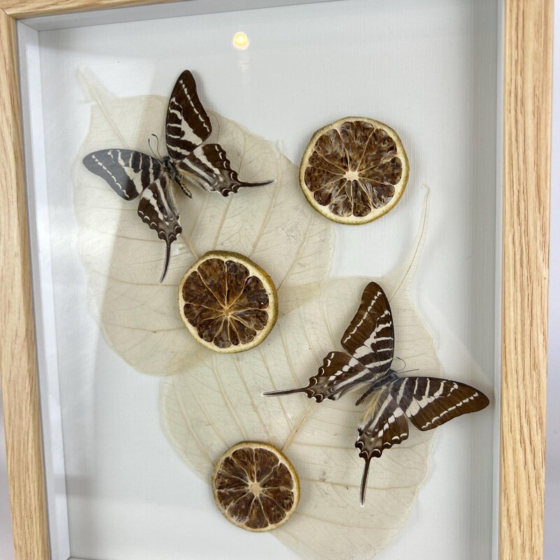 BigBugsButterflies - Etsy