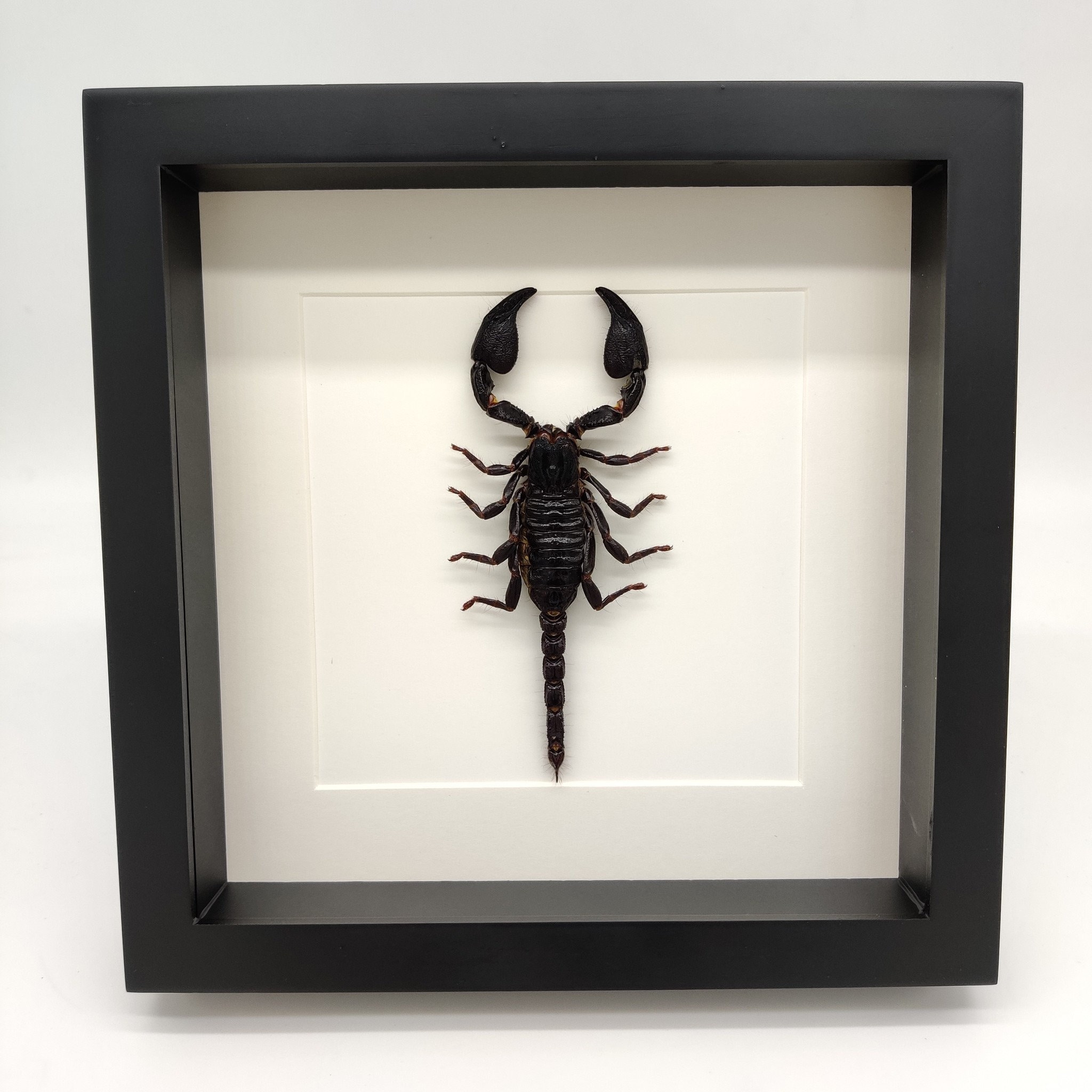 Taxidermy & Curiosities Framed butterfly taxidermy entomology curiosa ...