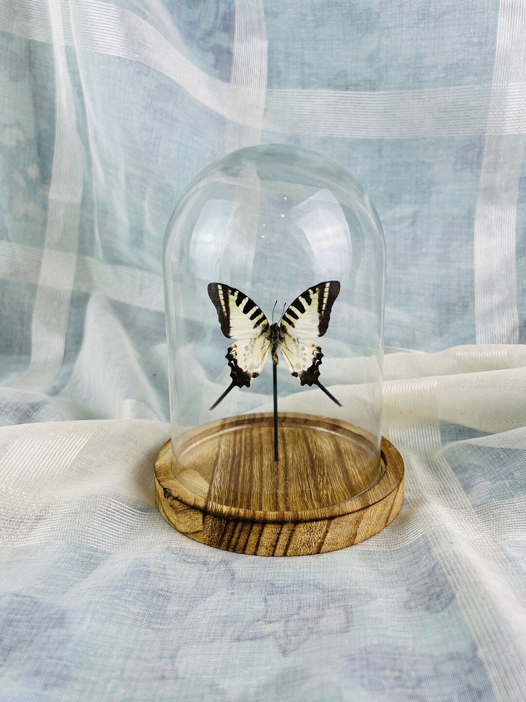 Beautiful Real Graphium Decolor Butterfly Preserved in Glass Dome - Etsy