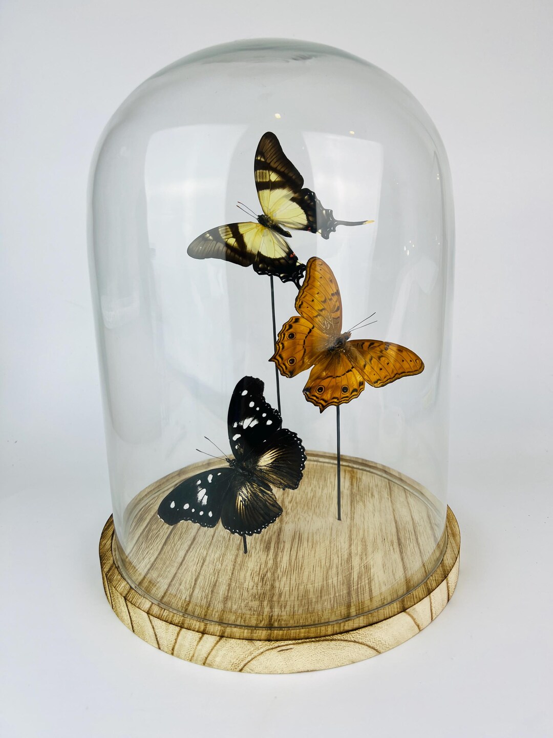 Real Butterfly Display: Mixed Brown Butterflies in Glass Dome Elegant ...