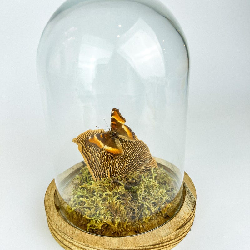 Butterfly Display - Etsy
