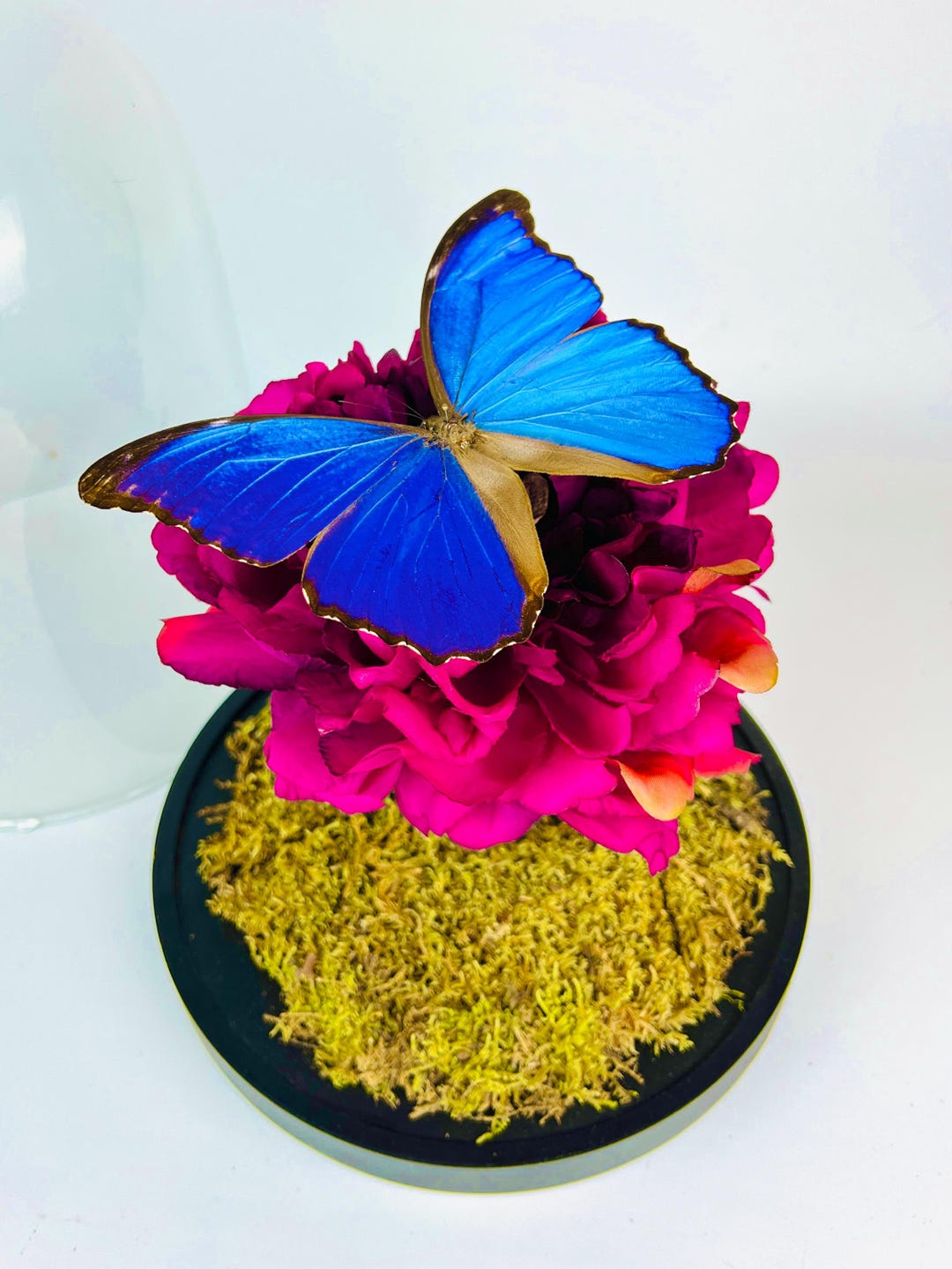 Real Blue Morpho Butterfly in Glass Dome With Vibrant Pink Floral ...